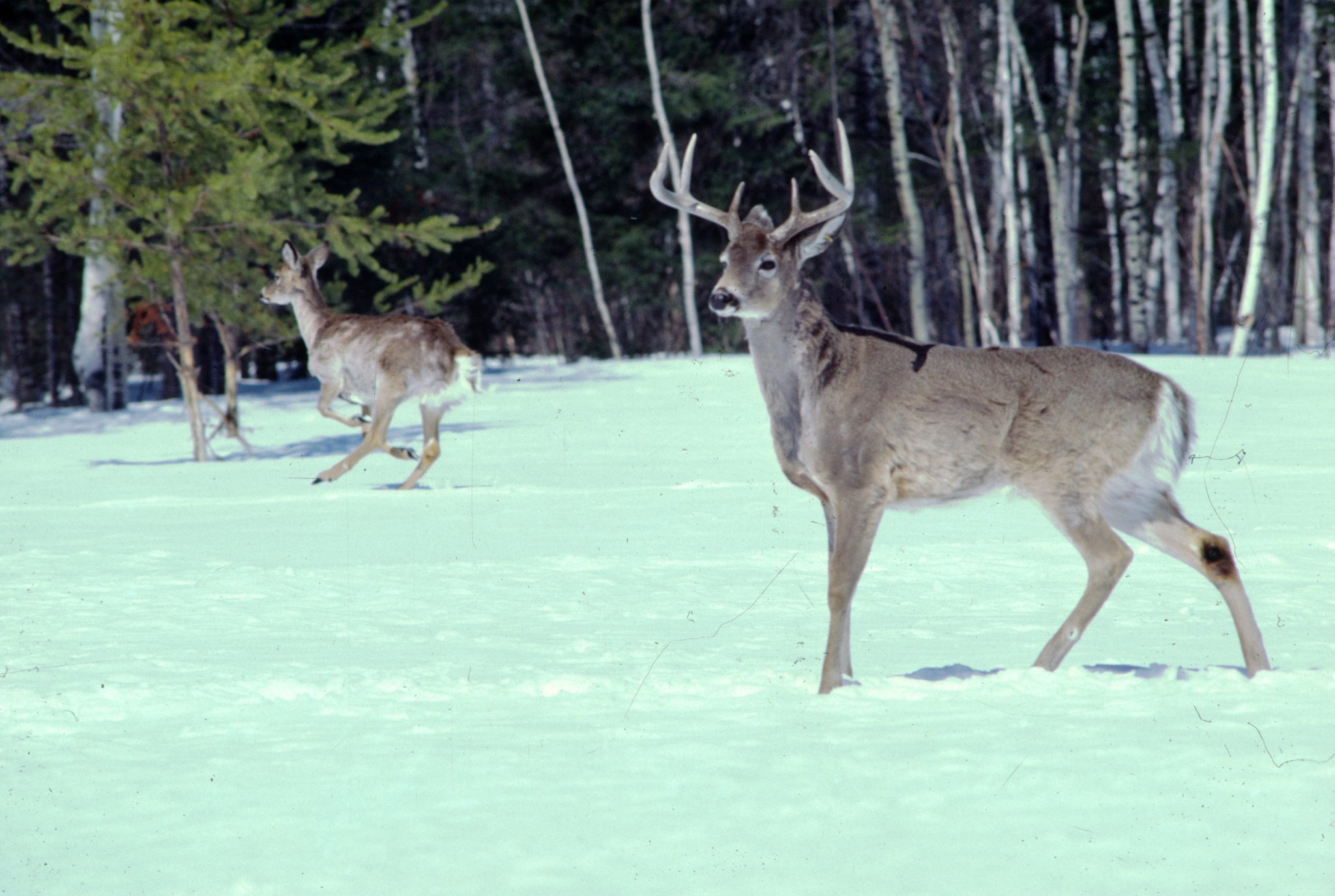 Un hiver clément pour la faune - La Voix du Sud et L'Hebdo Régional