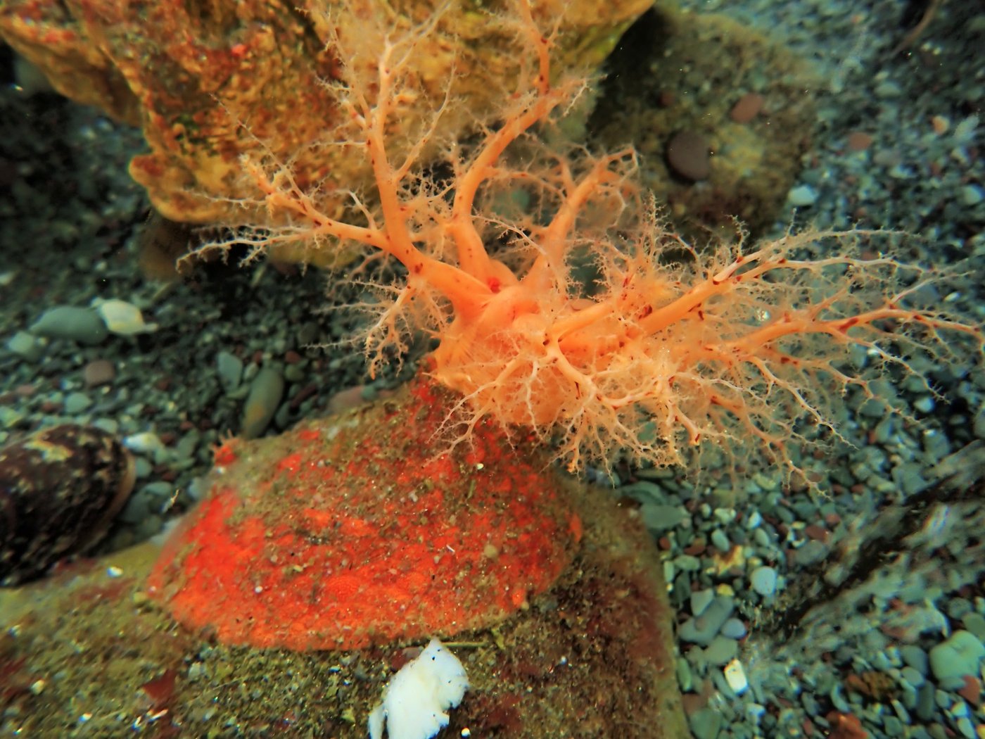 Les concombres de mer écarlates semblent avoir une chair «zombie» - La ...